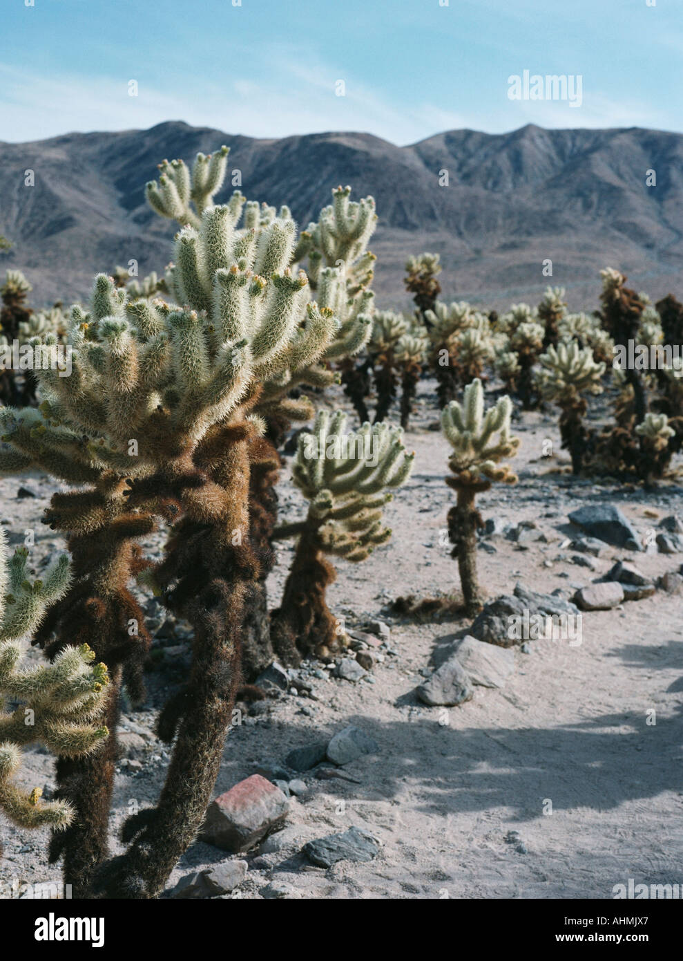 Bigelow jumping cholla cactus line the self guided nature trail in ...
