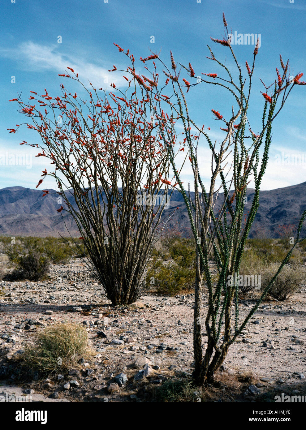 Ocotillo plants fill the valley below Cottonwood Mountains in Joshua ...