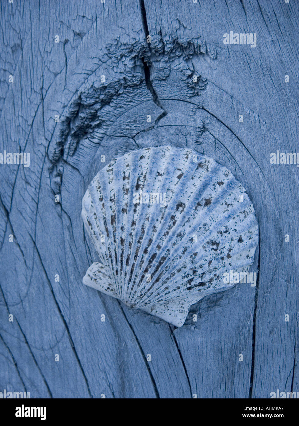 Clam beachcombing hi-res stock photography and images - Alamy