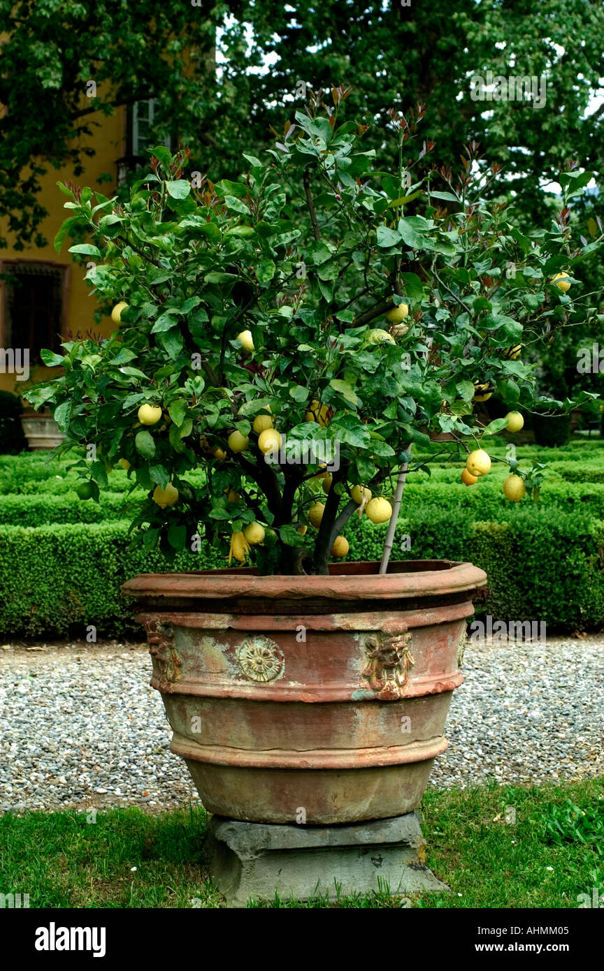Villa Torrigiani Lucca garden park Tuscany Italy lemon tree Stock Photo ...