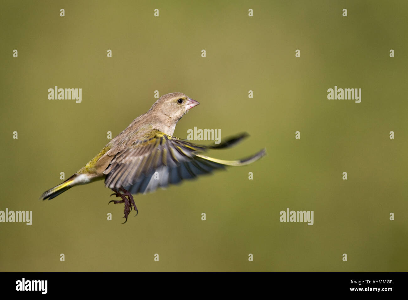 Greenfinch Carduelis chloris in flight with nice out of focus ...