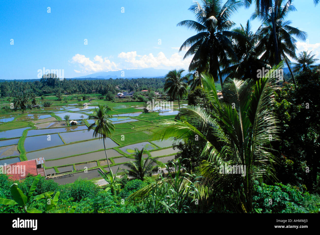 Indonesia Sumatra West Sumatra landscape rice fields Stock Photo - Alamy