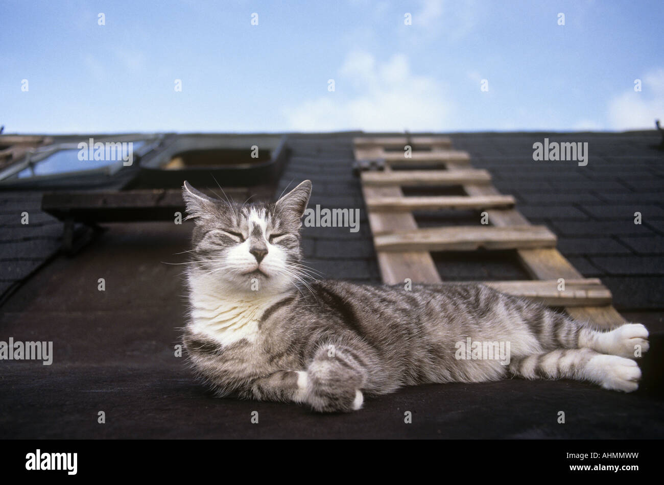 Cats on rooftops hi-res stock photography and images - Alamy