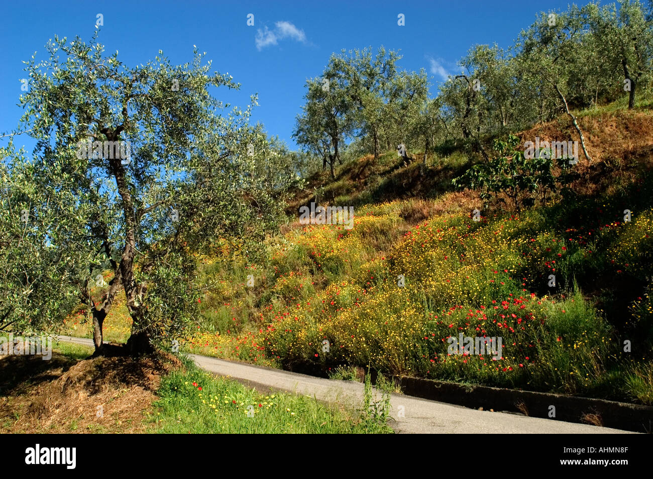 Tuscany Italy Farm Farmer Country Italian Landscape Stock Photo - Alamy
