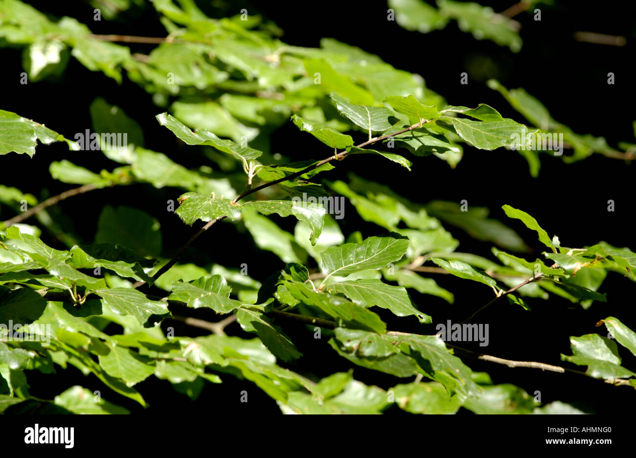 Beech tree leaves in wood above Llandogo in the Wye Valley ...
