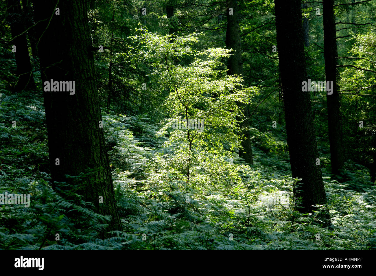 Small birch tree highlighted by sunlight amongst conifers at Cwmcarn ...