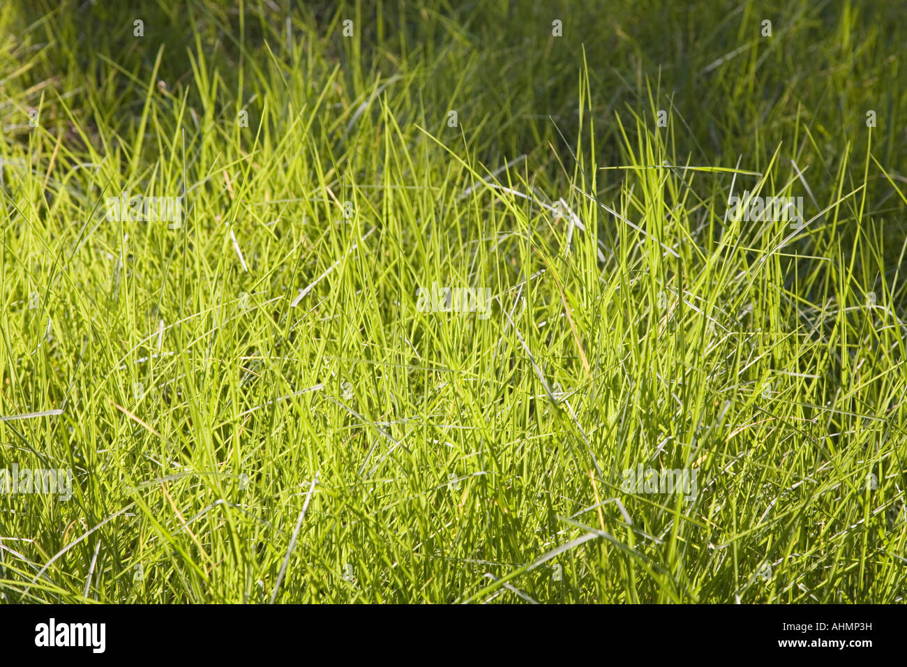 Green grass hi-res stock photography and images - Alamy