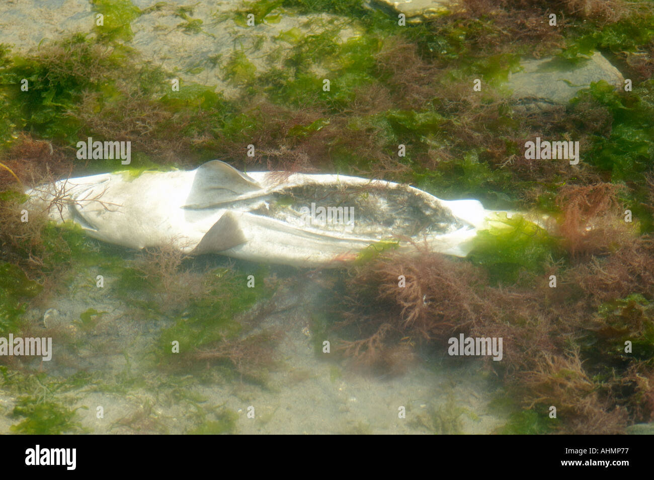 Dead dogfish hi-res stock photography and images - Alamy