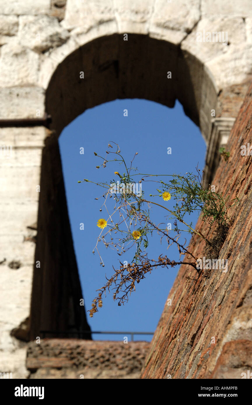 Flowers growing on The Colosseum Rome Italy Stock Photo - Alamy