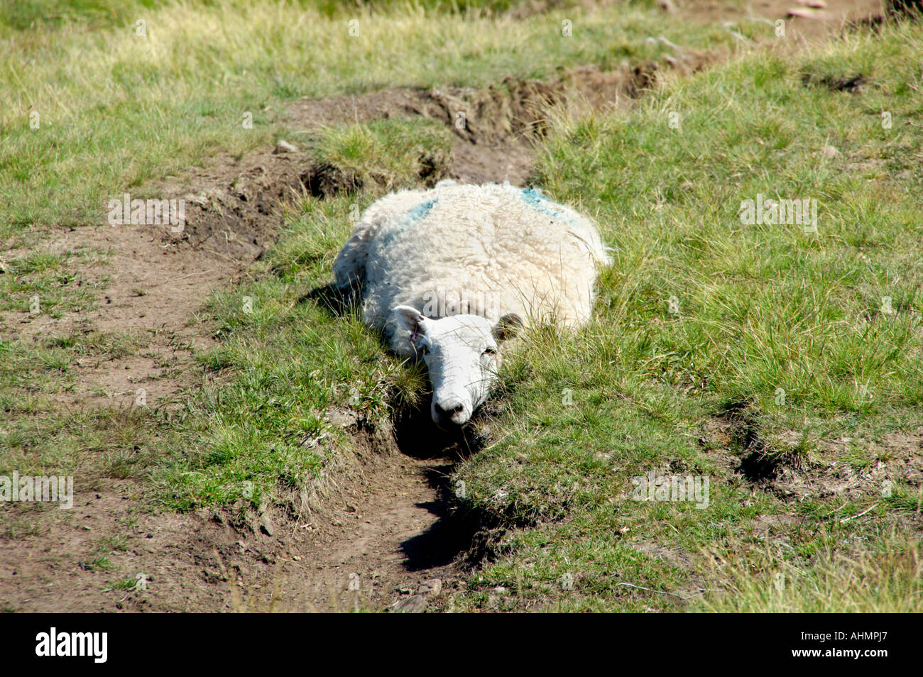 Rutted by erosion hi-res stock photography and images - Alamy