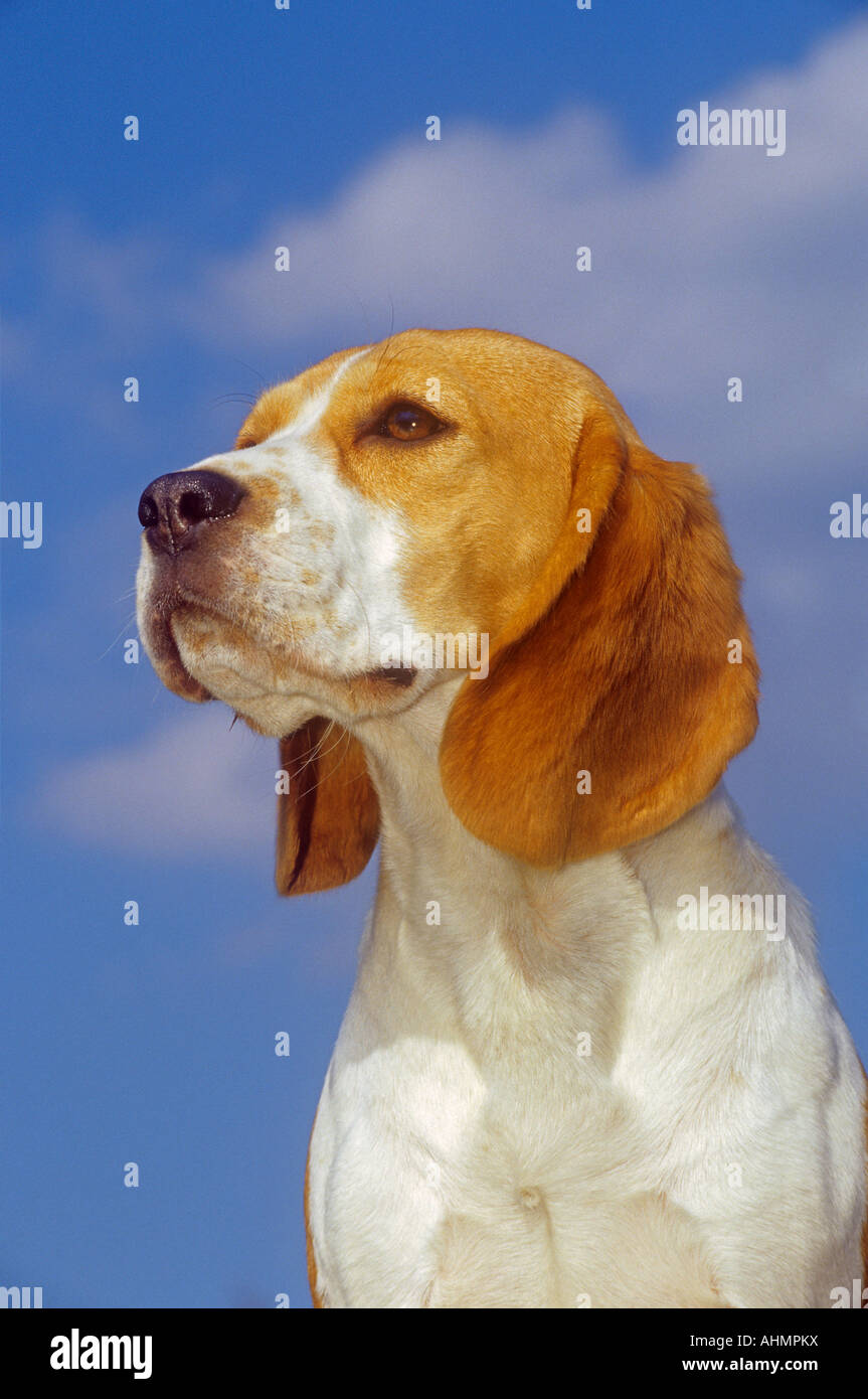 Beagles portraits hi-res stock photography and images - Alamy