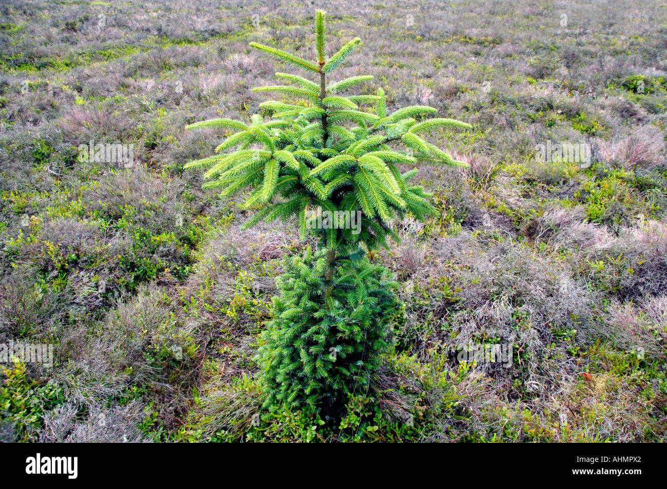 Single conifer tree growing on on fire damaged heather moorland Mynydd ...