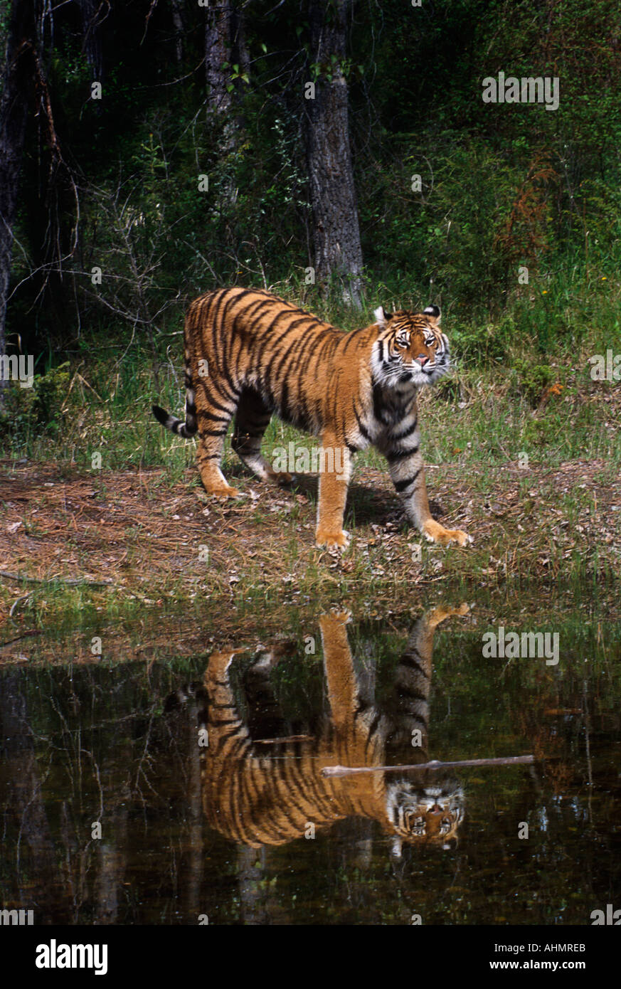 Siberian tiger Panthera tigris altaica Stock Photo - Alamy