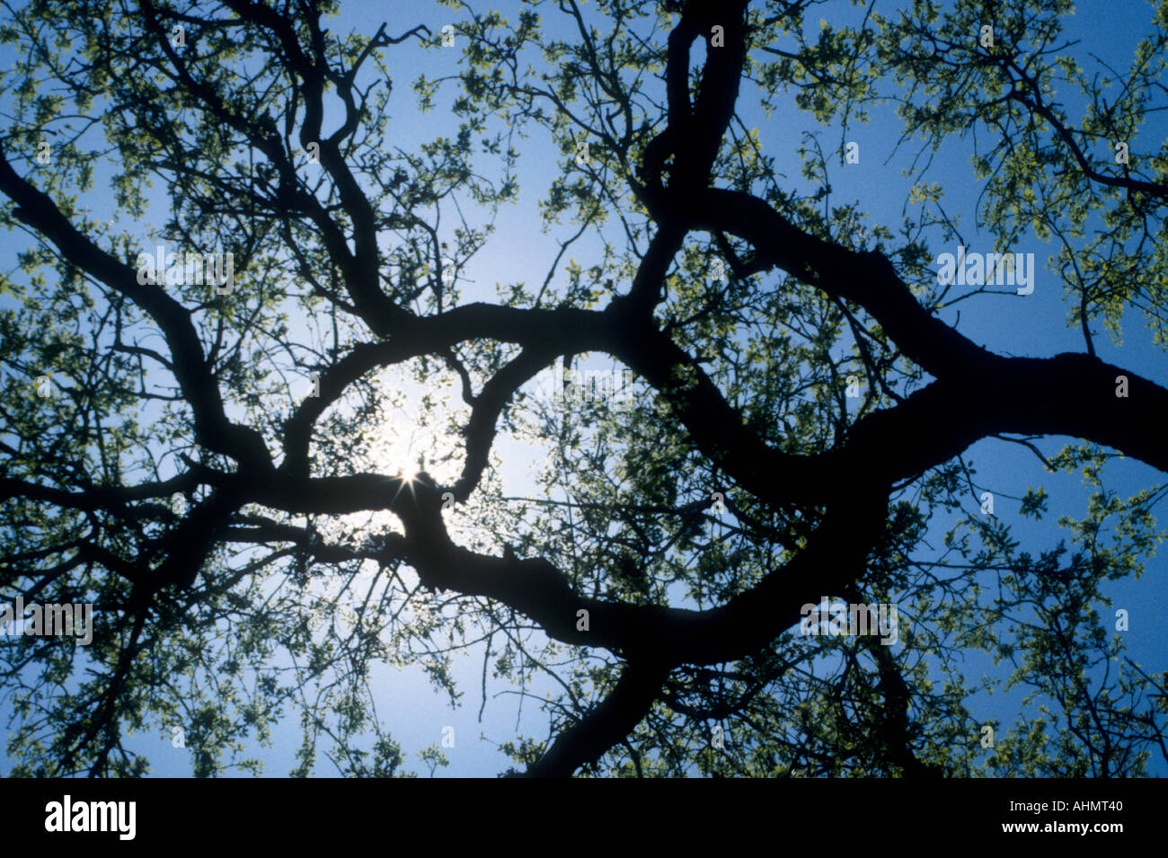 California Oak Tree Branches Stock Photo - Alamy