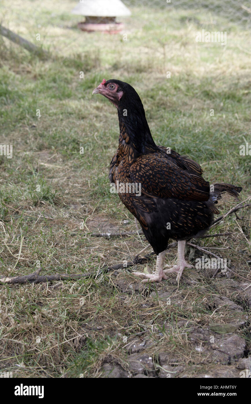 Dark indian game Domestic breed of fowl Warwickshire Female Stock Photo ...
