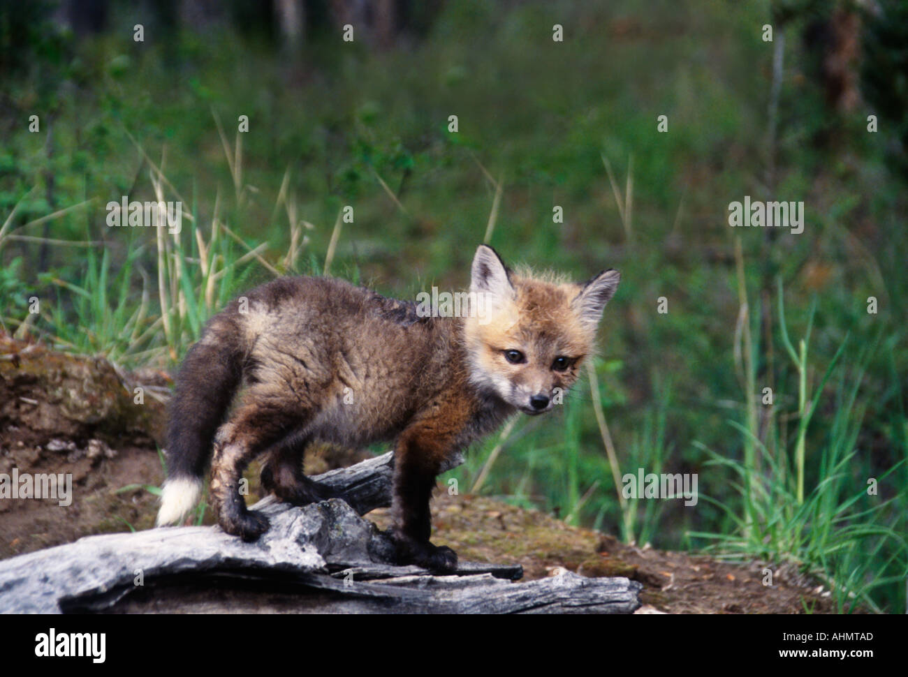 Red fox pup Vulpes vulpes Stock Photo - Alamy