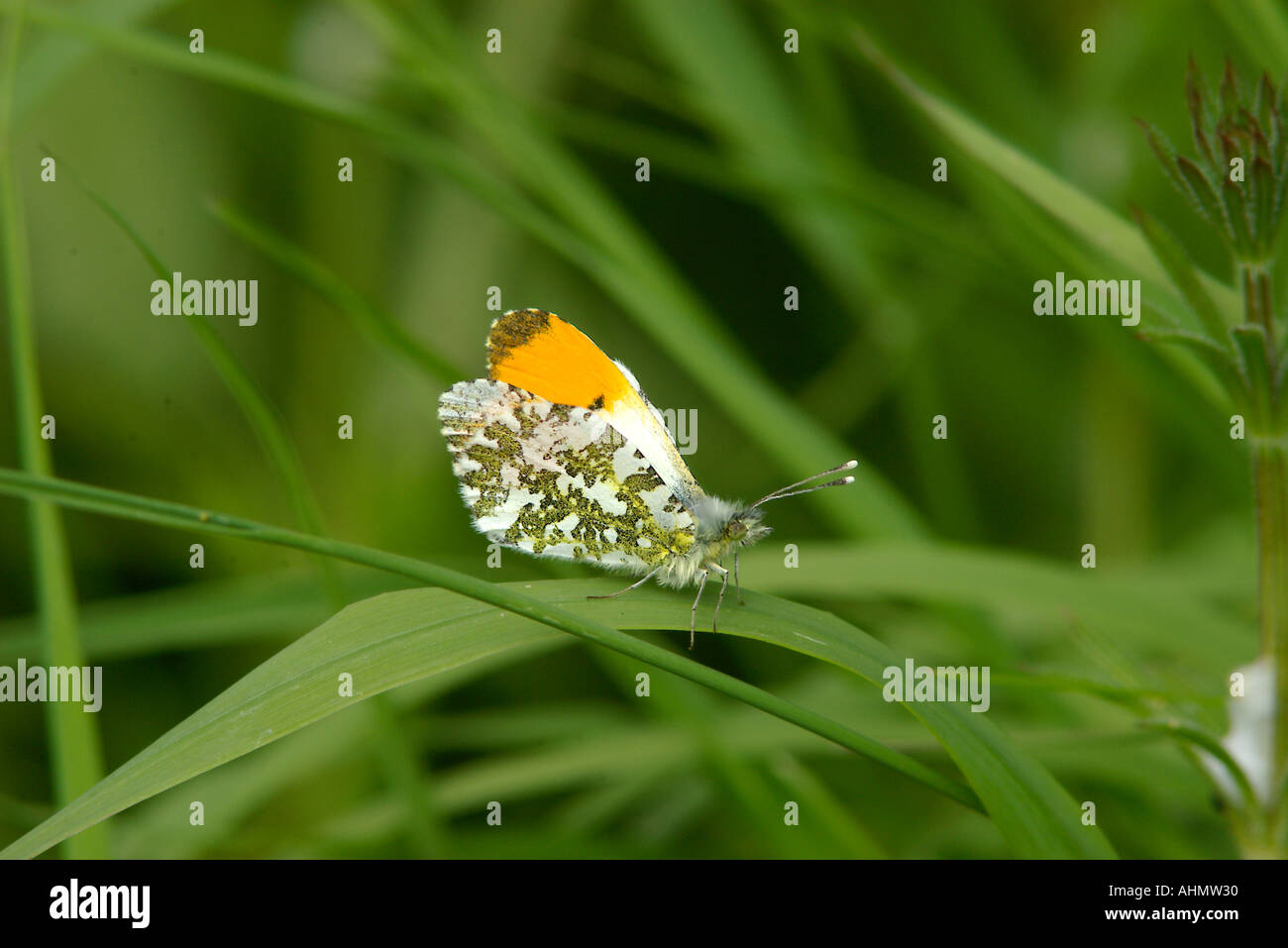 Landscape format orange tip butterfly hi-res stock photography and ...