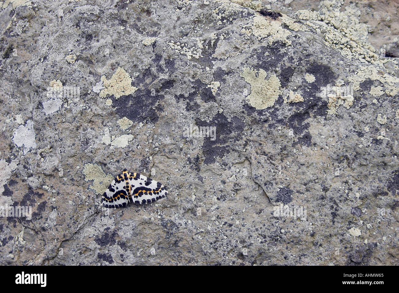 Moth on stone hi-res stock photography and images - Alamy