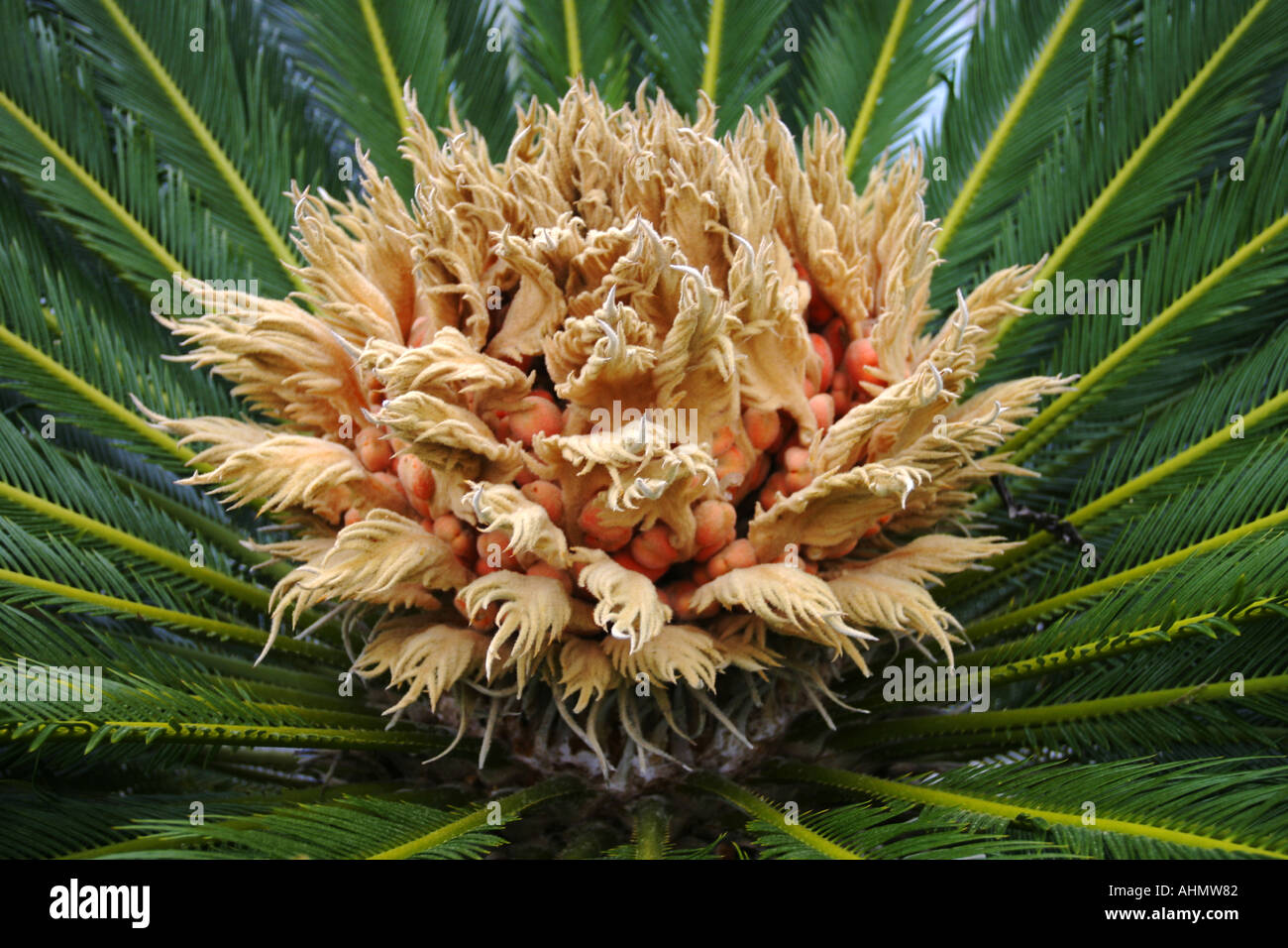 Female Cycad Bloom Stock Photo: 4737409 - Alamy