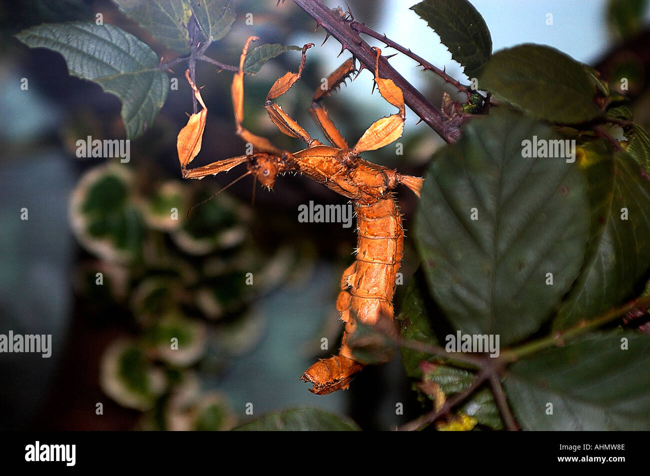 Macleays Spectre or Giant Prickly Stick Insect Stock Photo - Alamy