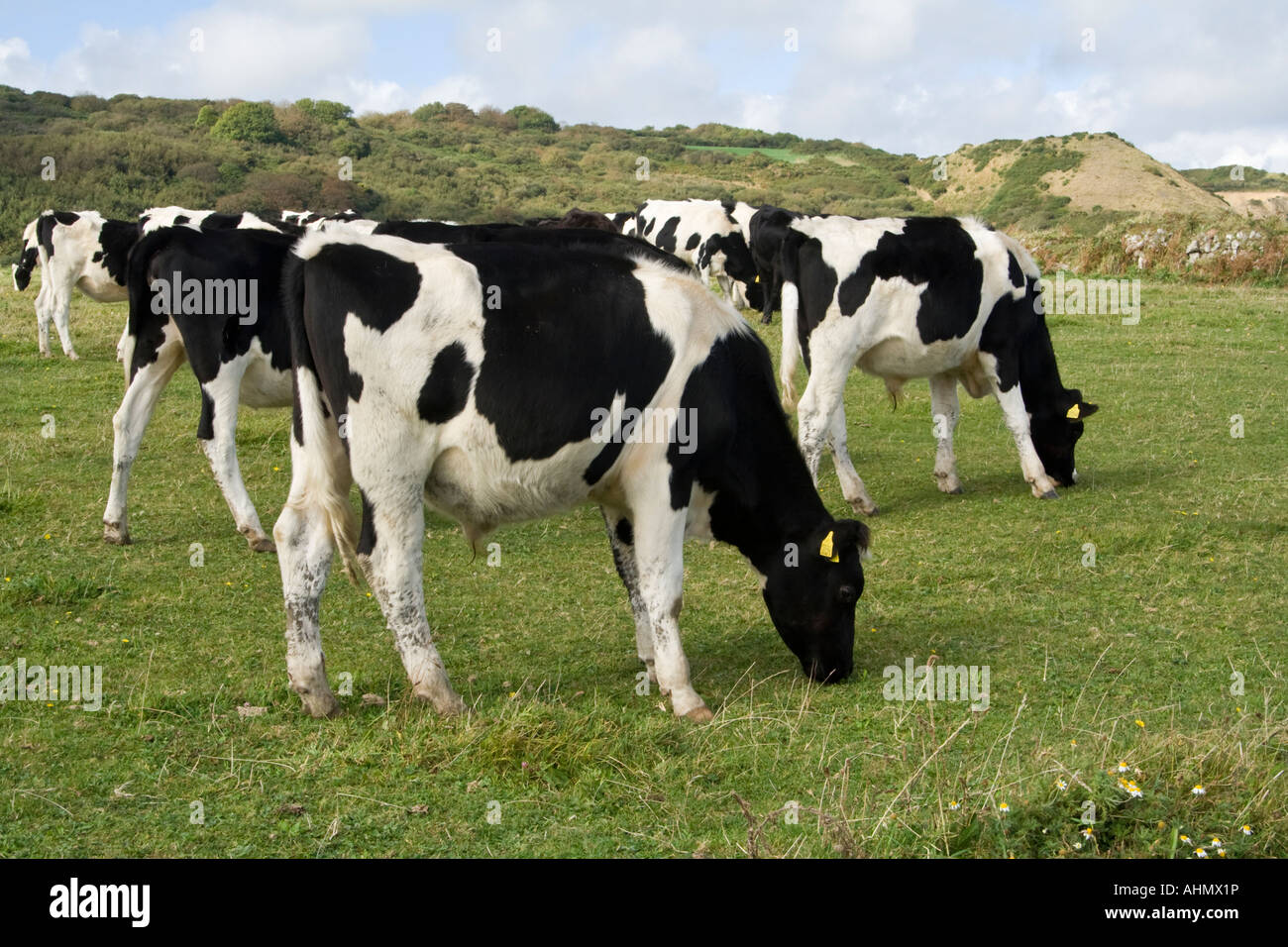 Friesian cows hi-res stock photography and images - Alamy