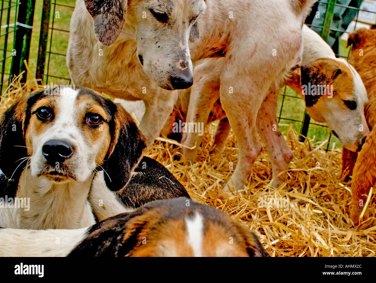 Foxhounds waiting for action North Wales 2005 Stock Photo - Alamy