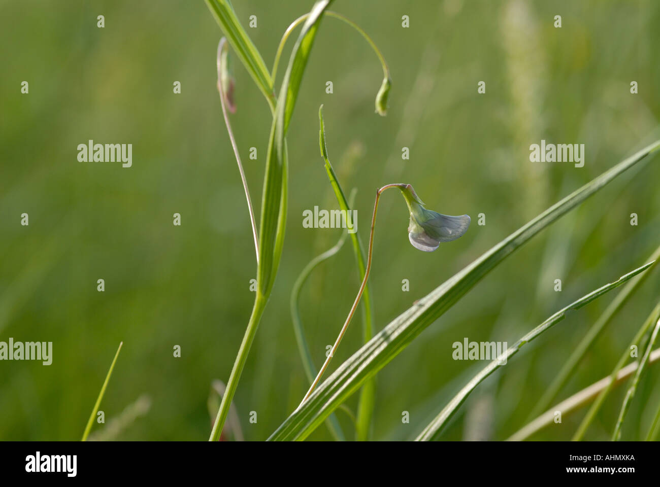 Crimson red flower and grass like leaves of Grass Vetchling Lathyrus ...