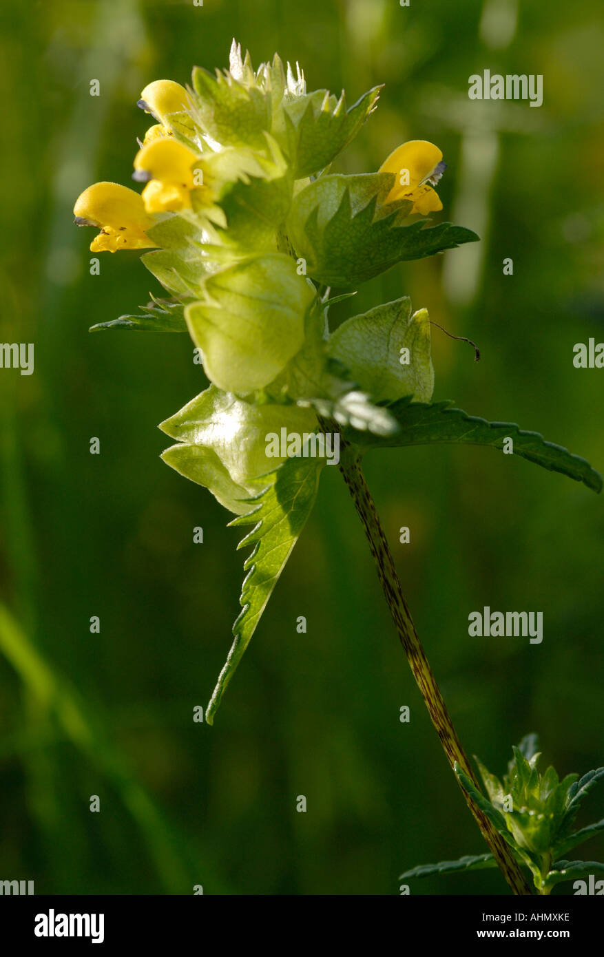 Flowers of the parasitic Yellow Rattle Rhinanthus minor R crista galli ...