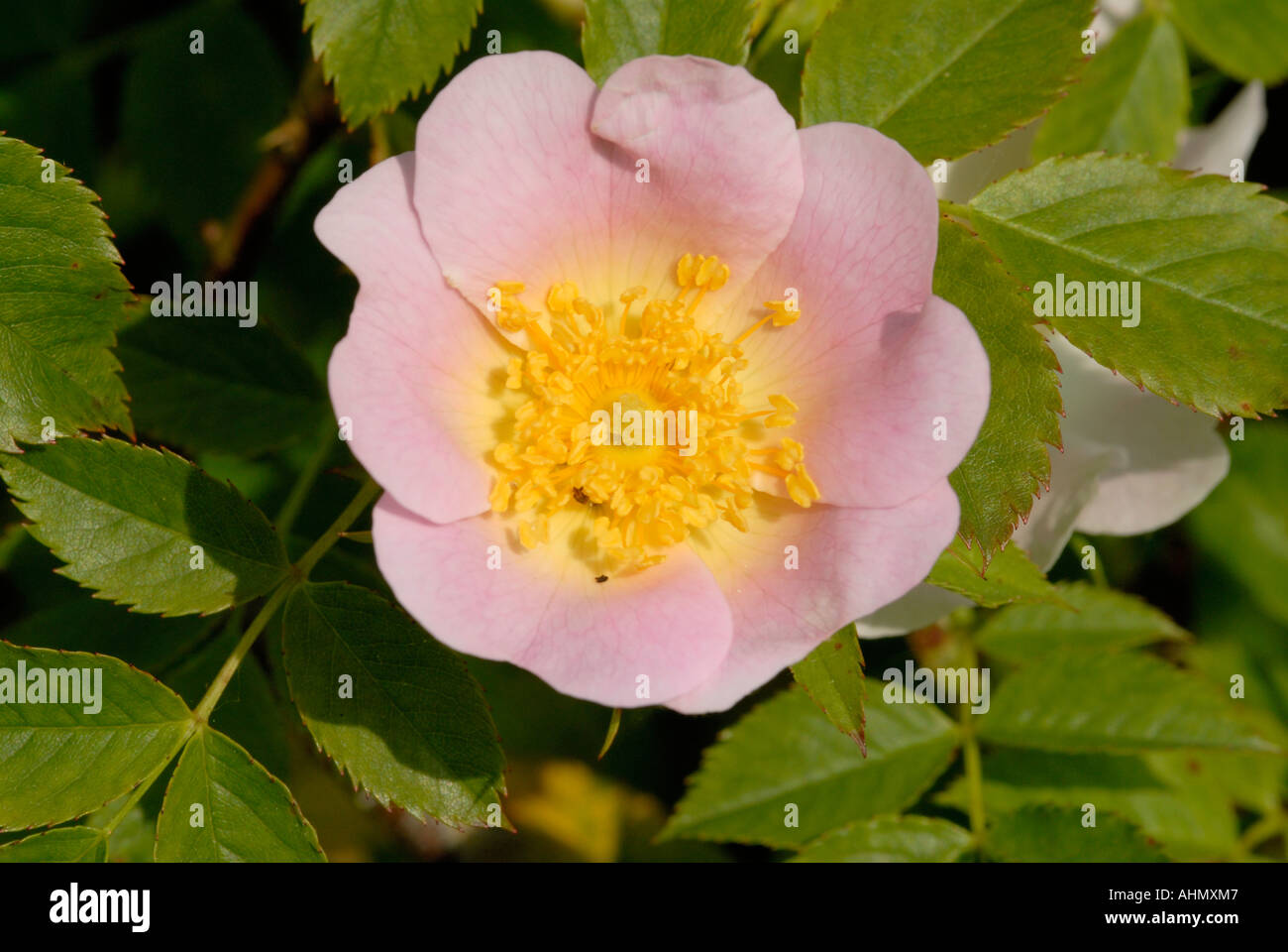 Pink and yellow flower of Dog Rose Rosa canina Nature Reserve Marden ...