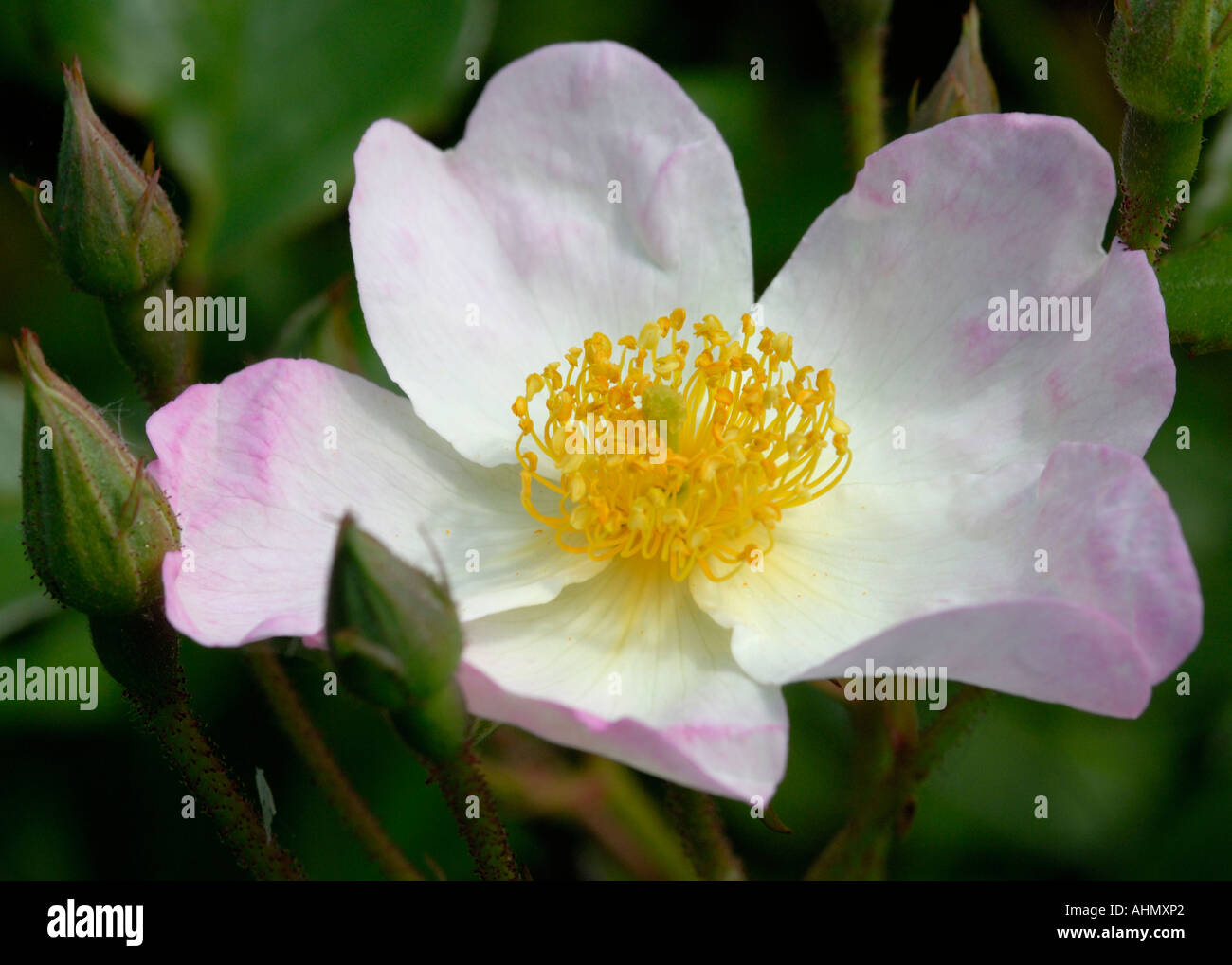 Pink flower of a musk rose Rosa species with yellow stigma and stamens ...