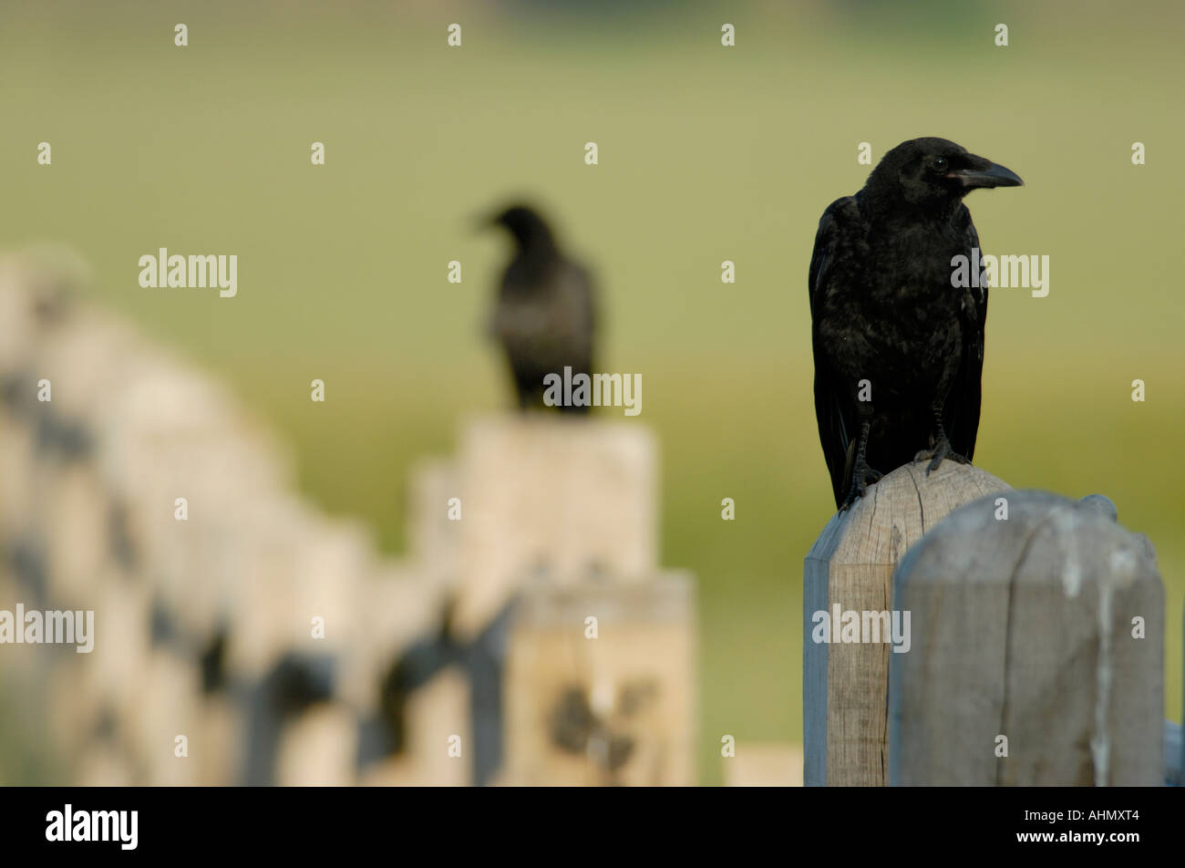 Carrion crow nest hi-res stock photography and images - Alamy