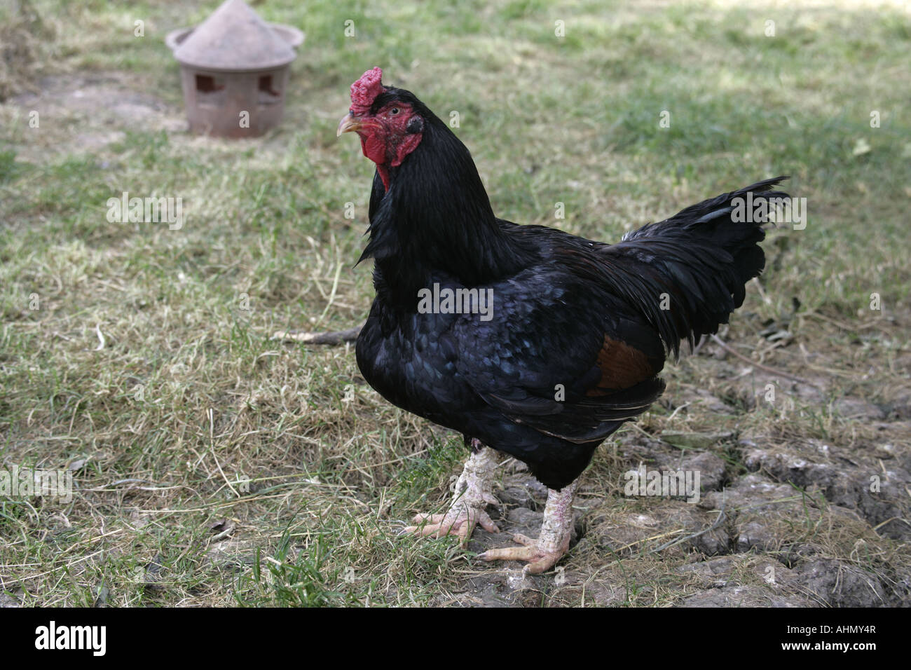 Dark indian game Domestic breed of fowl Warwickshire Male Stock Photo ...