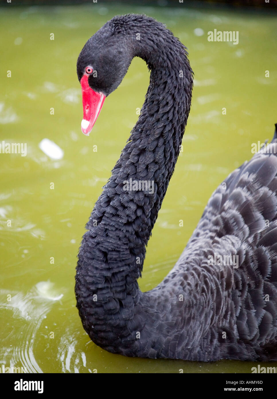 Portrait of a male Black Swan native to Western Australia Stock Photo ...