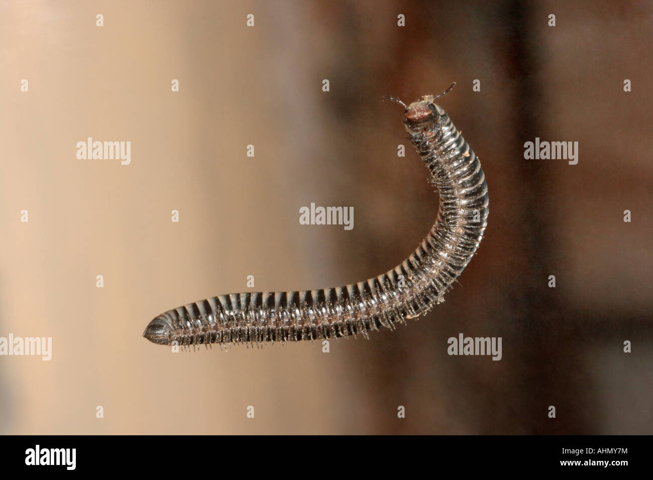 Ommatoiulus rutilans underside view hi-res stock photography and images ...