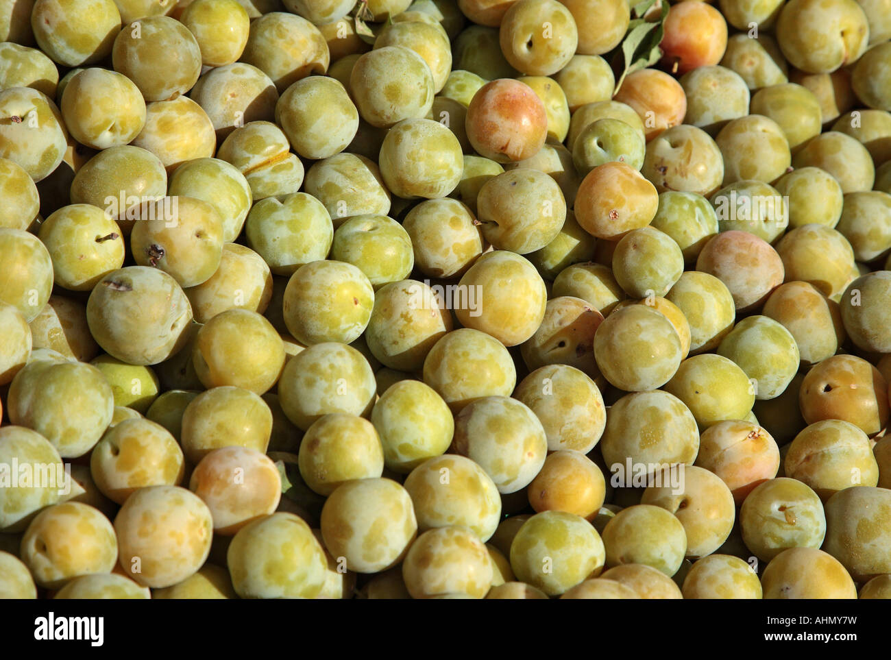 Greengage uk hi-res stock photography and images - Alamy