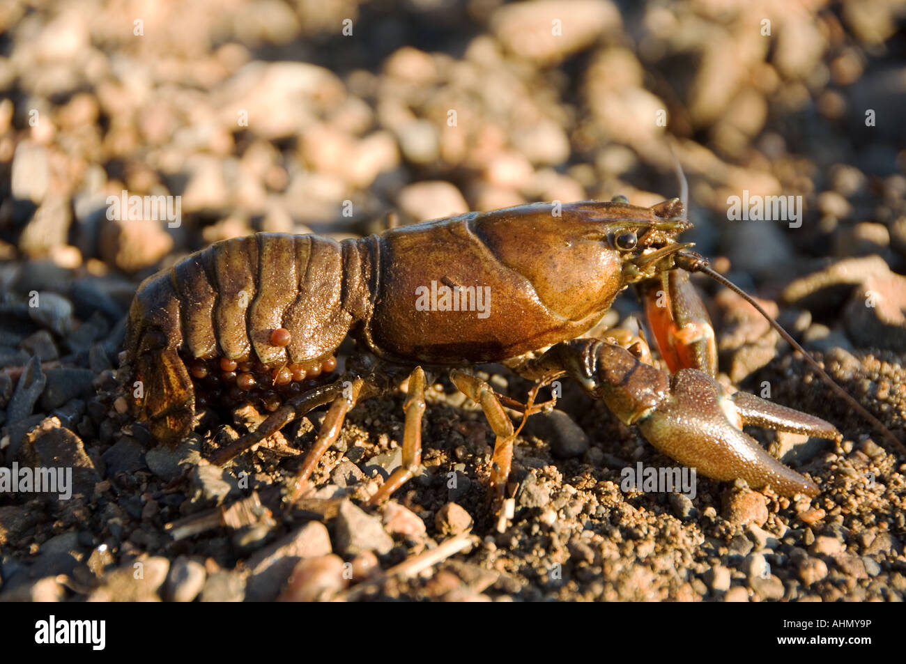 American signal crayfish hi-res stock photography and images - Alamy