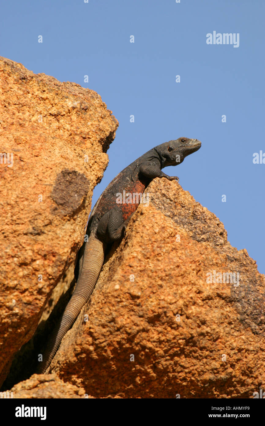 Chuckwalla arizona hi-res stock photography and images - Alamy