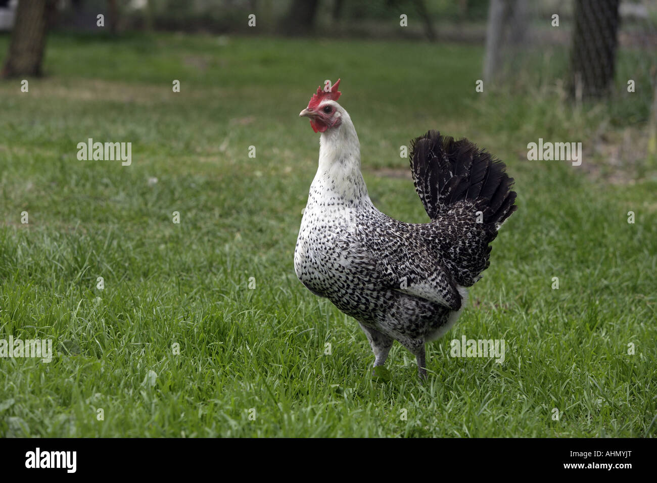 Fayoumi Domestic breed of fowl Warwickshire Stock Photo - Alamy