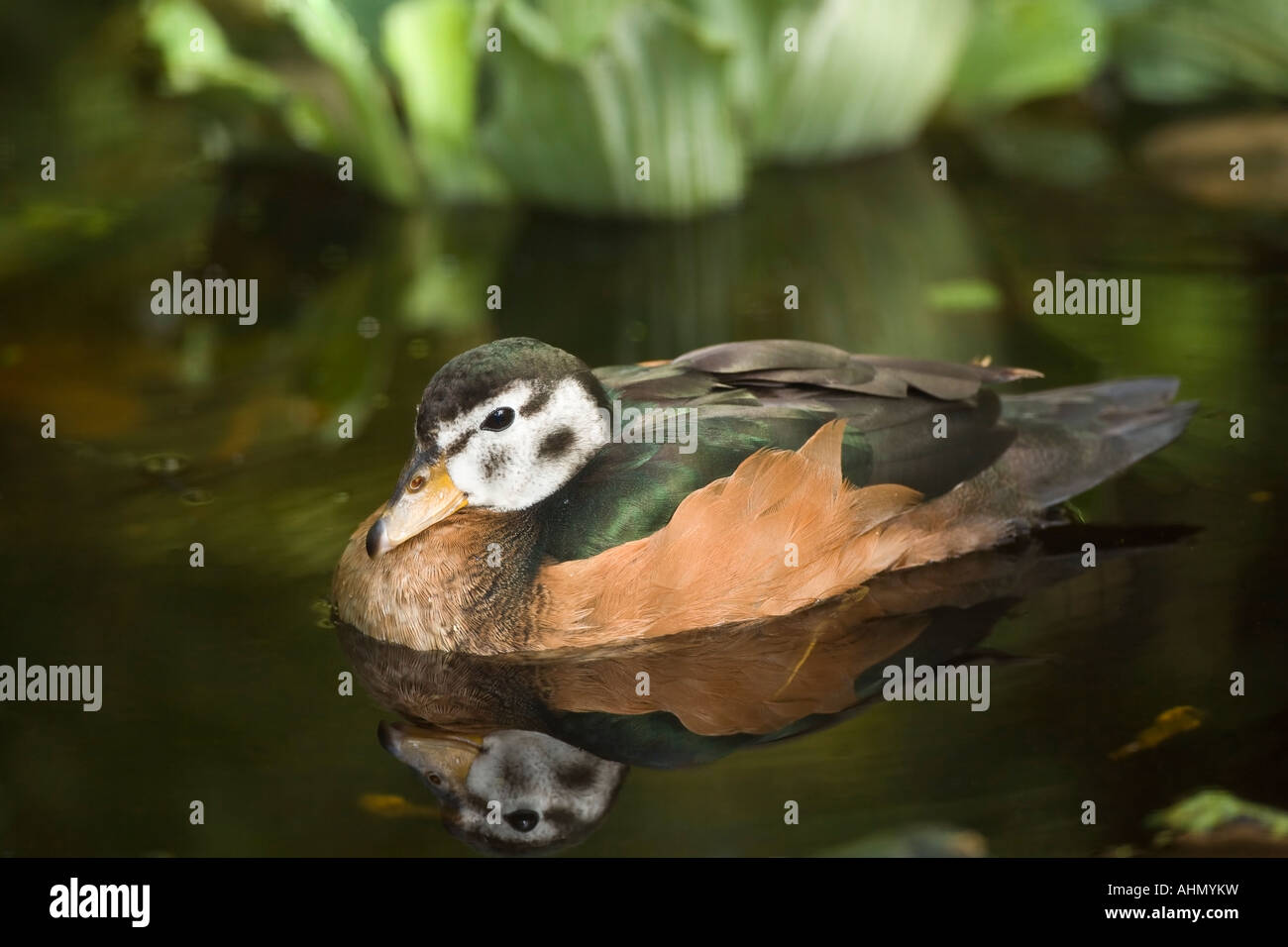 Tiny wee bird hi-res stock photography and images - Alamy