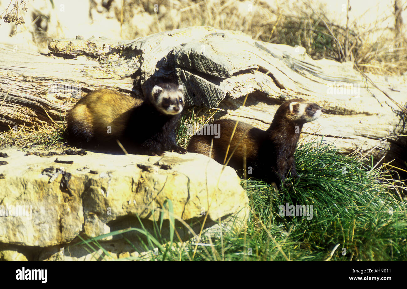 Polecat like hi-res stock photography and images - Alamy