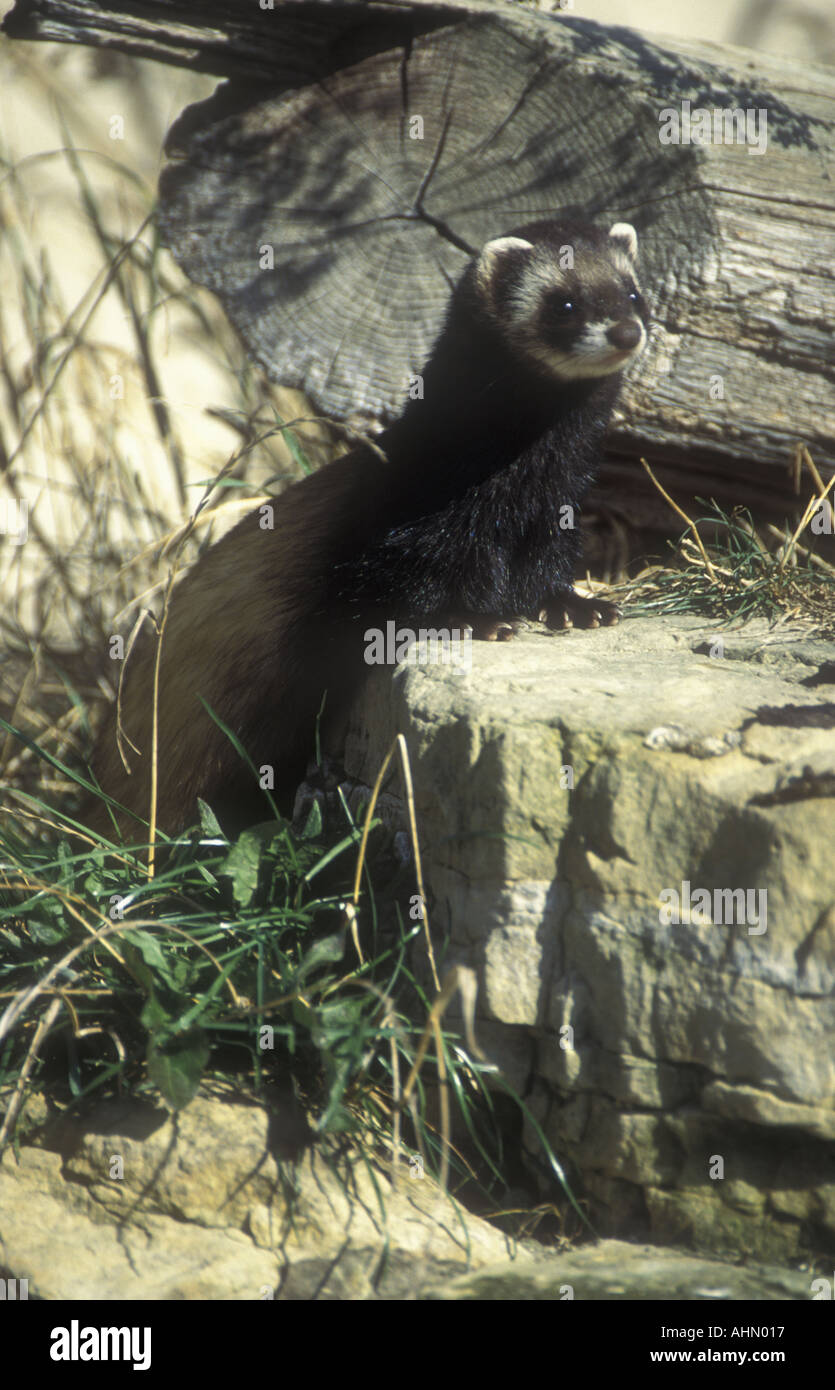 Polecat like hi-res stock photography and images - Alamy
