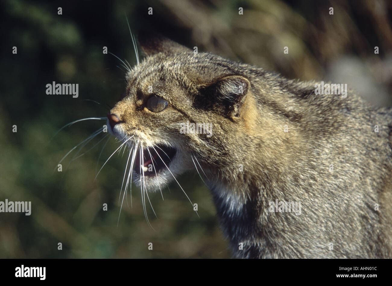 Scottish wild cat family hi-res stock photography and images - Alamy