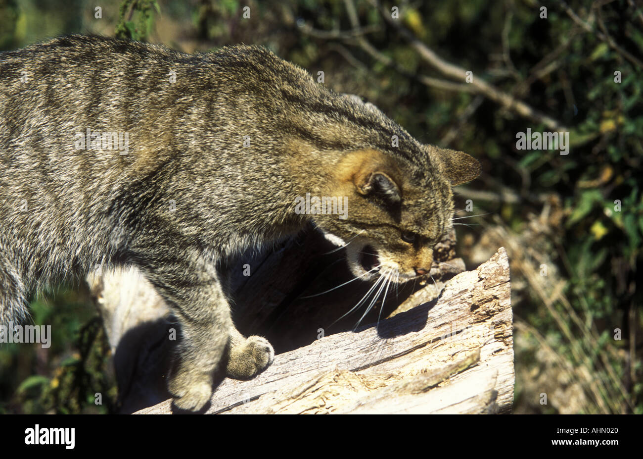 Scottish wild cat family hi-res stock photography and images - Alamy