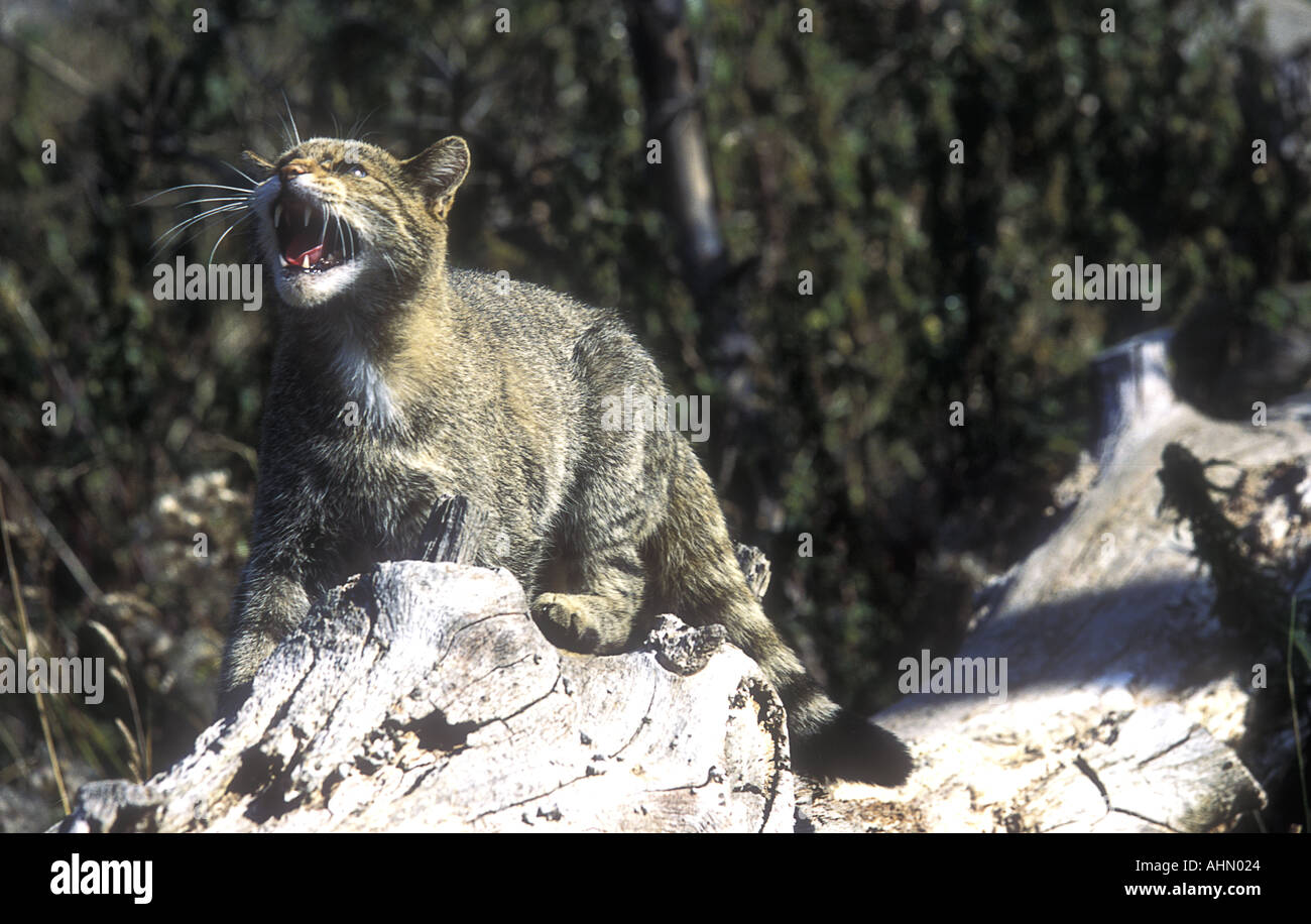 Nocturnal cat hi-res stock photography and images - Alamy