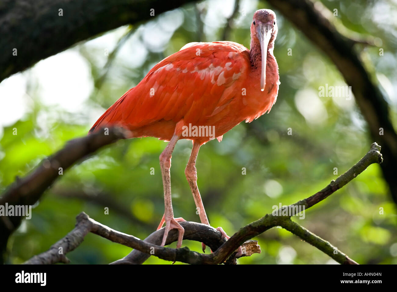 Scarlet Ibis High Resolution Stock Photography and Images - Alamy