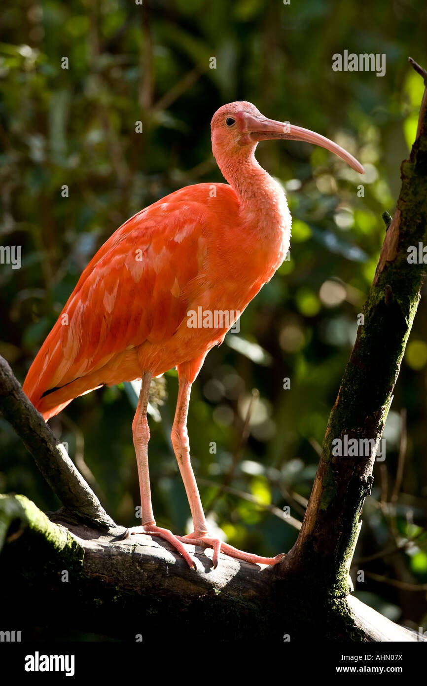 Scarlet ibis hi-res stock photography and images - Alamy