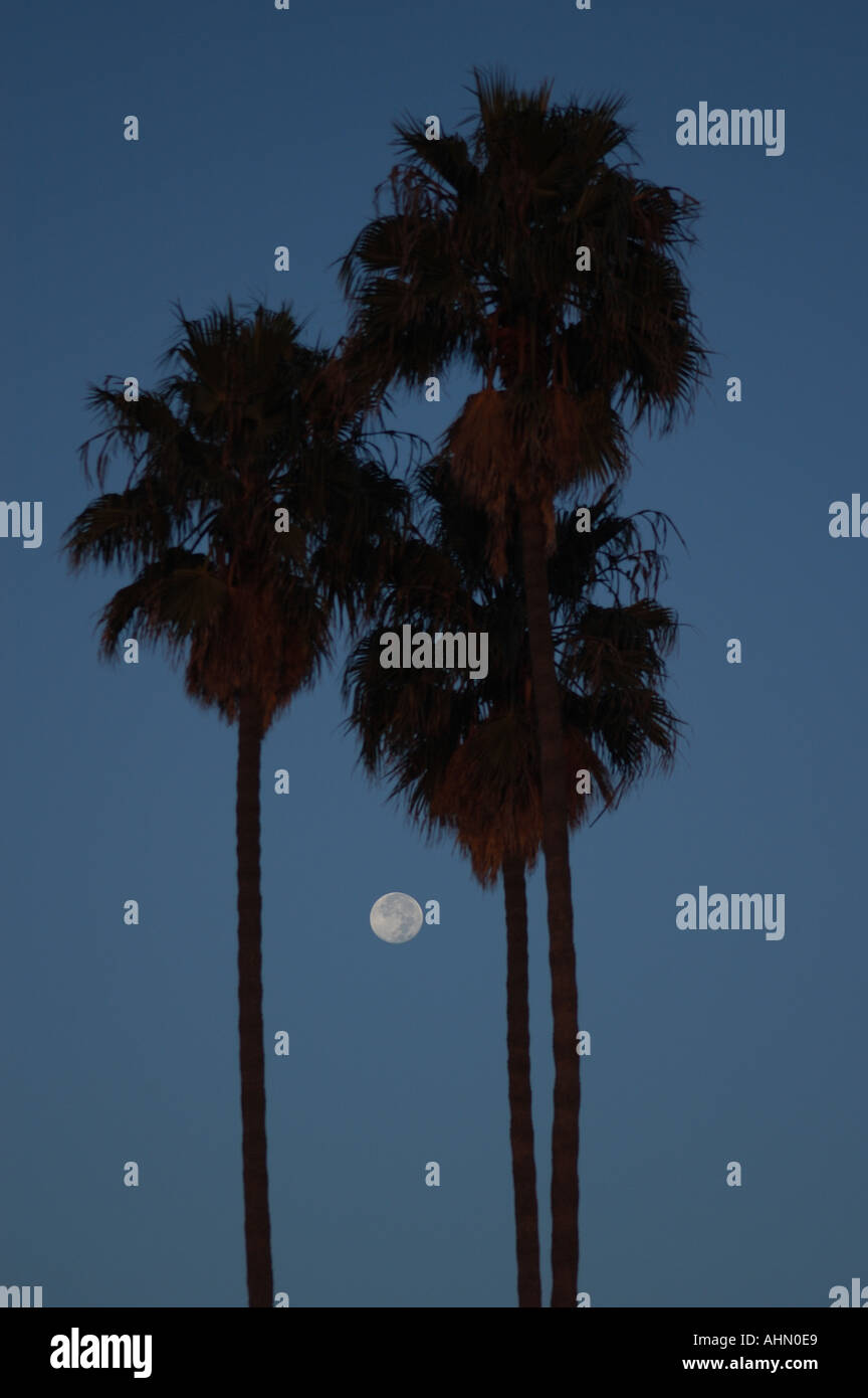 Palm Trees Moon Stock Photo - Alamy