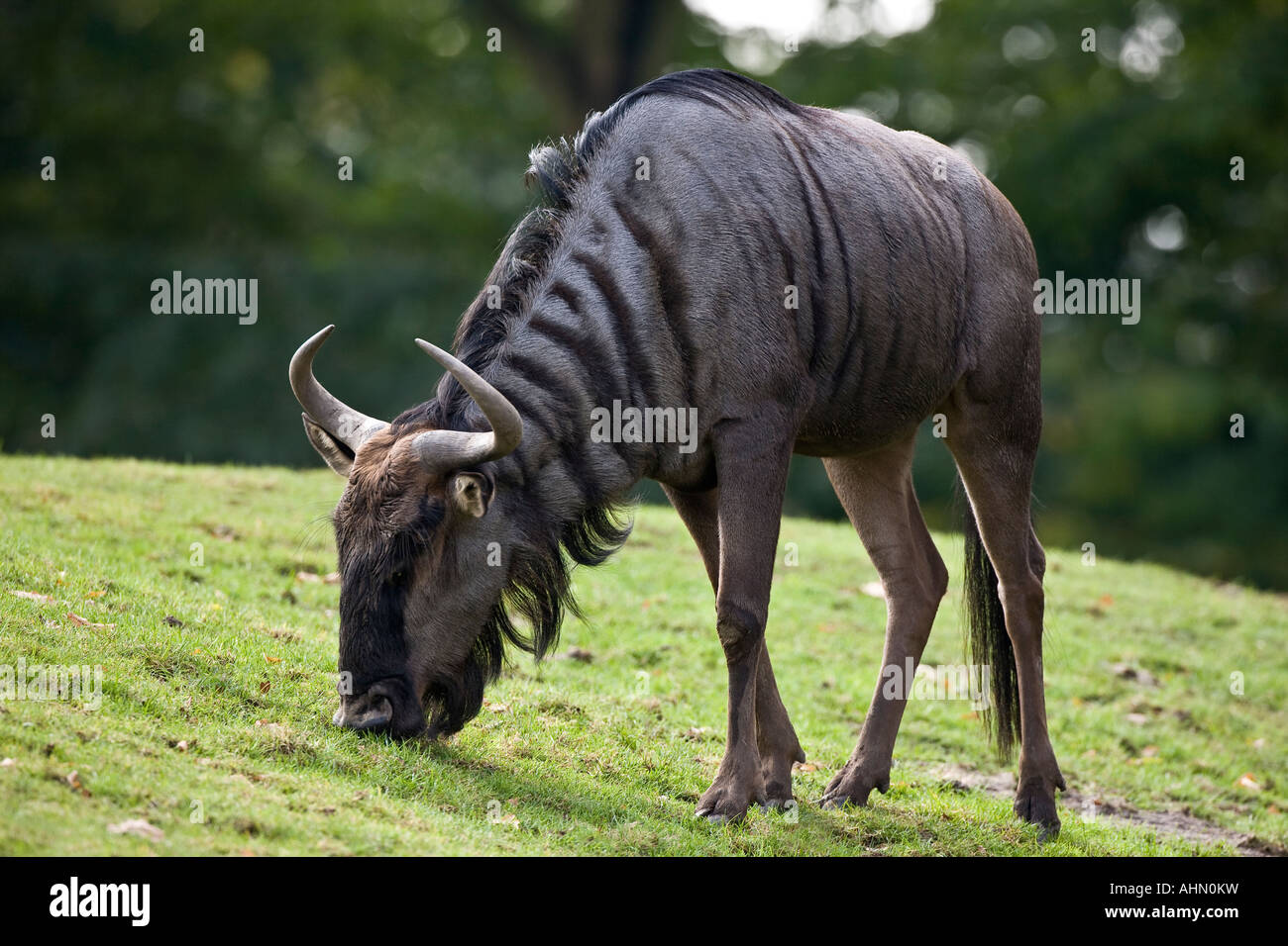 Grazing Blue Wildebeest Stock Photo - Alamy
