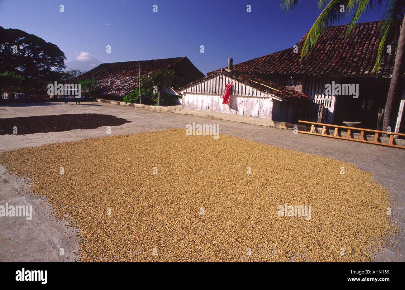 drying of coffee beans Stock Photo - Alamy