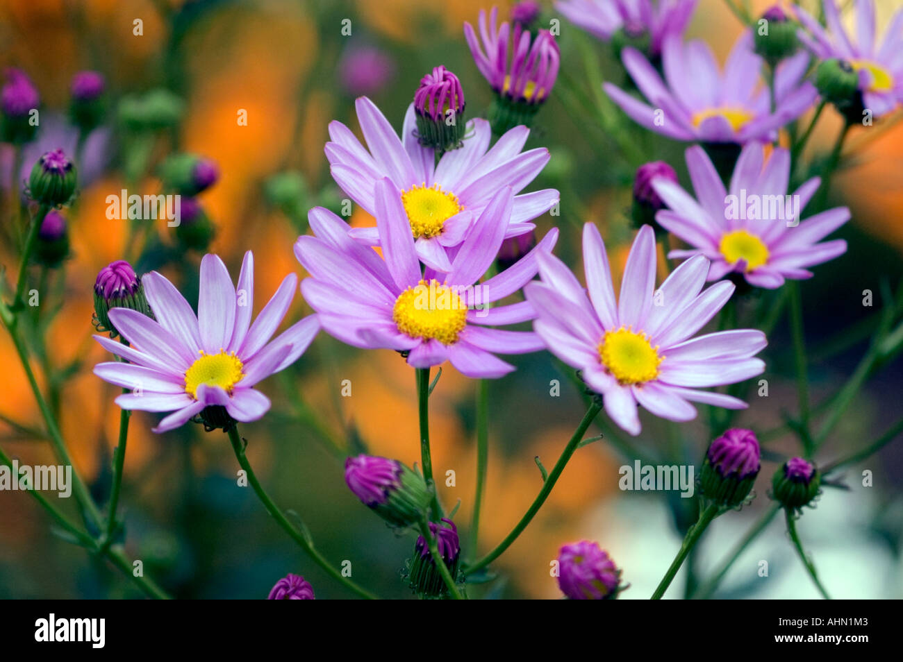 Blooms taxonomy hi-res stock photography and images - Alamy